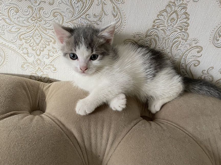 Отдам котенка мальчик возраст 1 мес