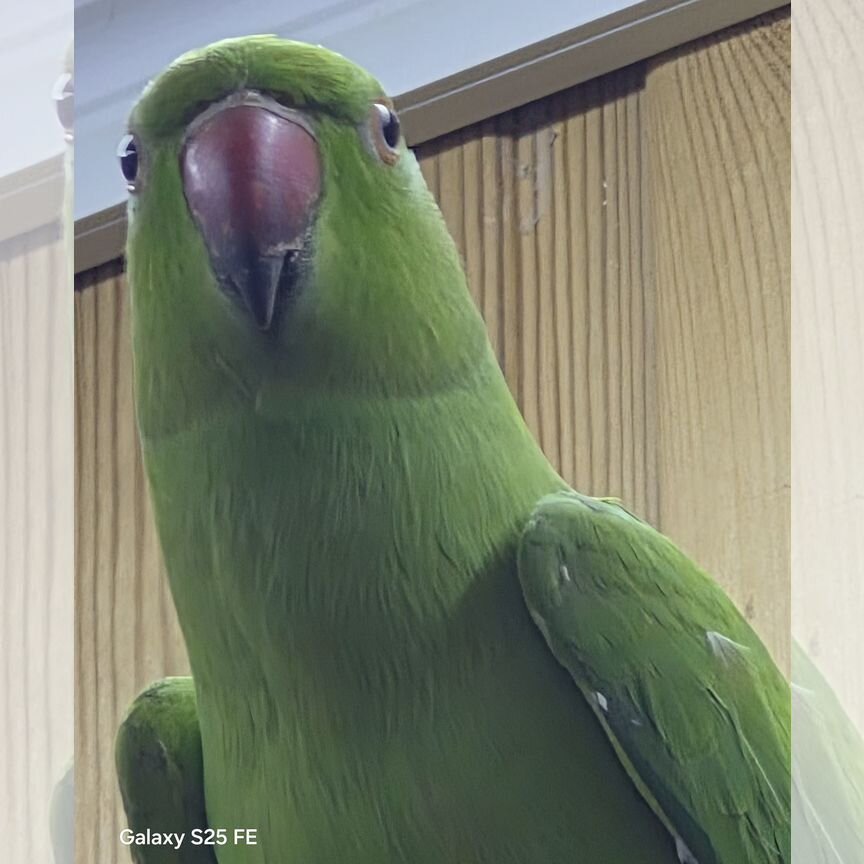 Попугай ожереловый