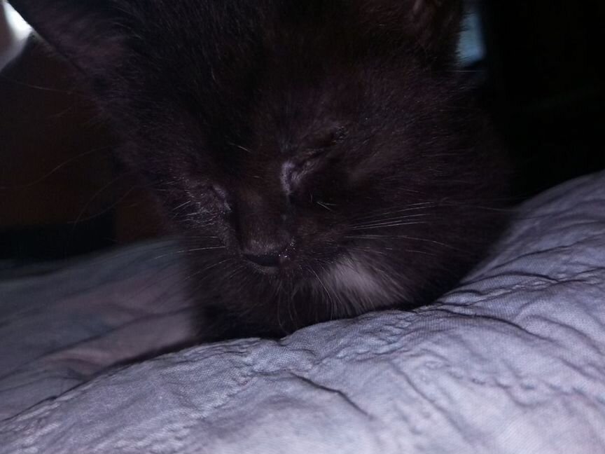 Отдам в добрые руки котят