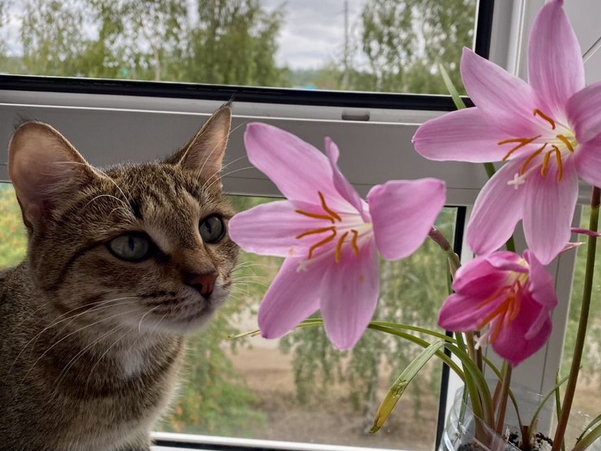 Кошка