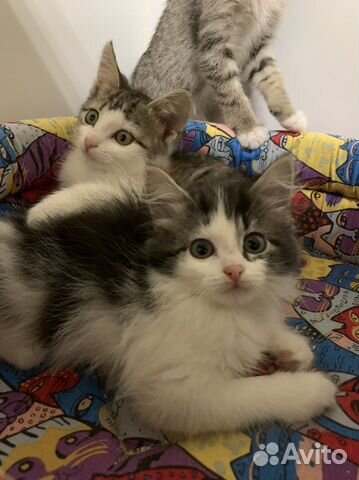 Котята девочки 2м