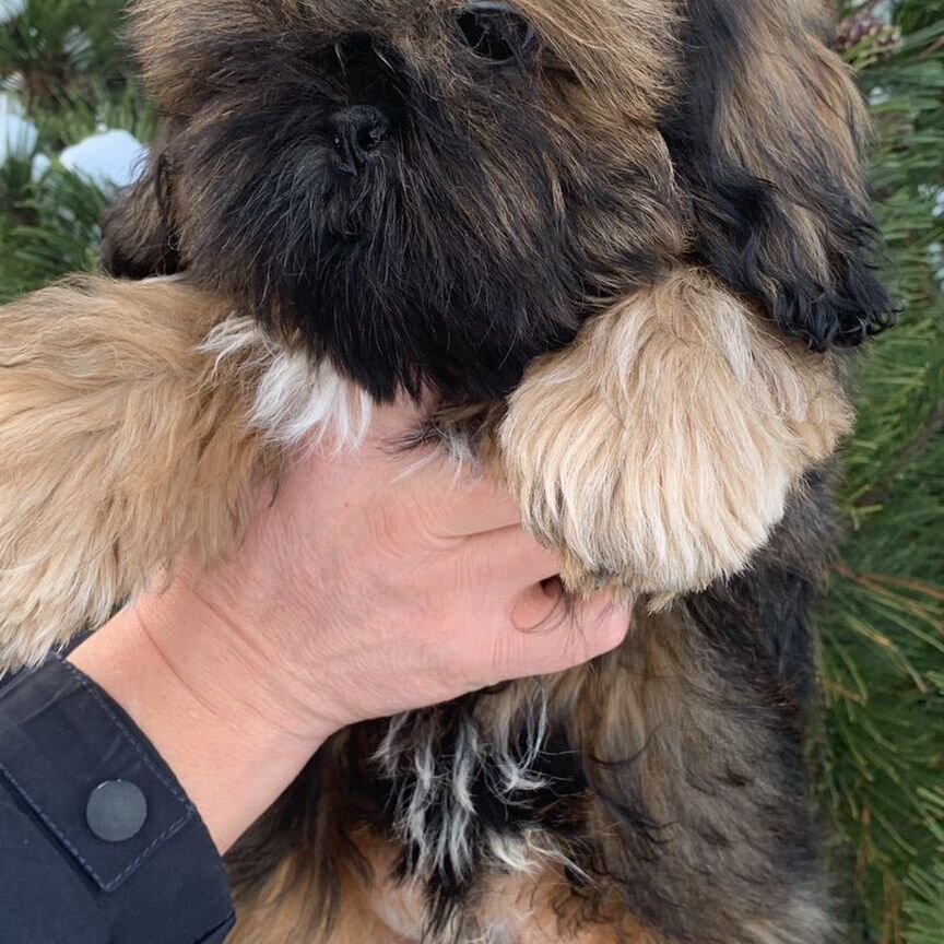 Золотой мальчик