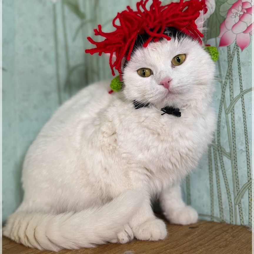 Взрослая, кошка в добрые руки