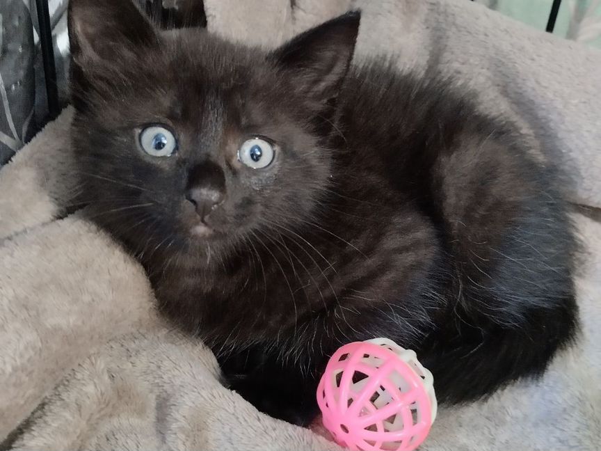 Котята