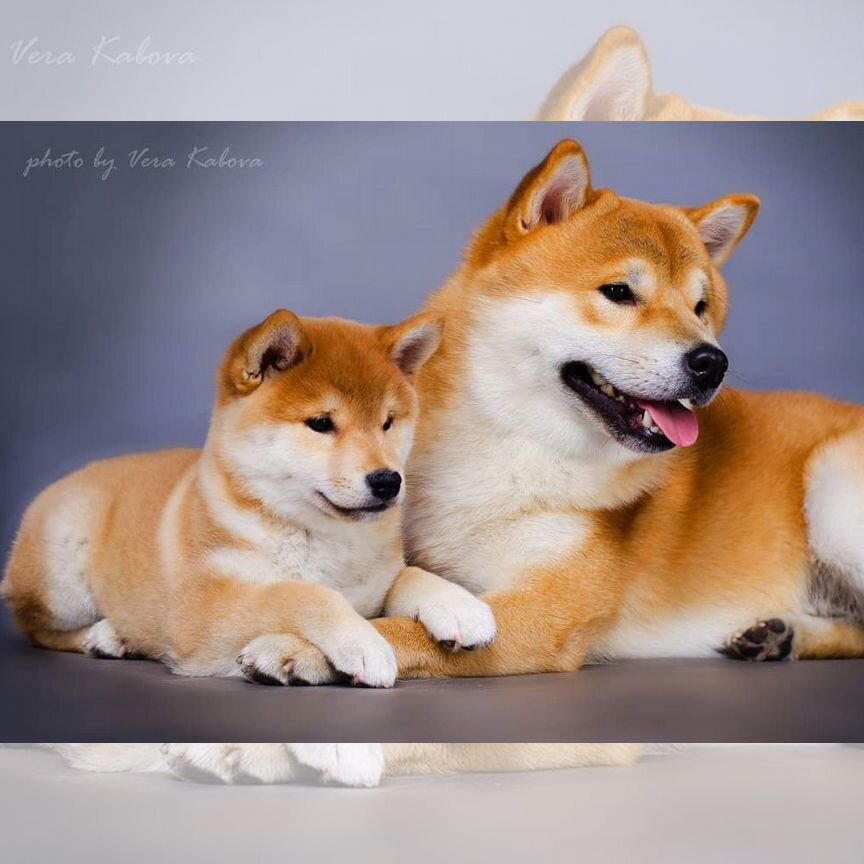 Сиба-ину, щенок