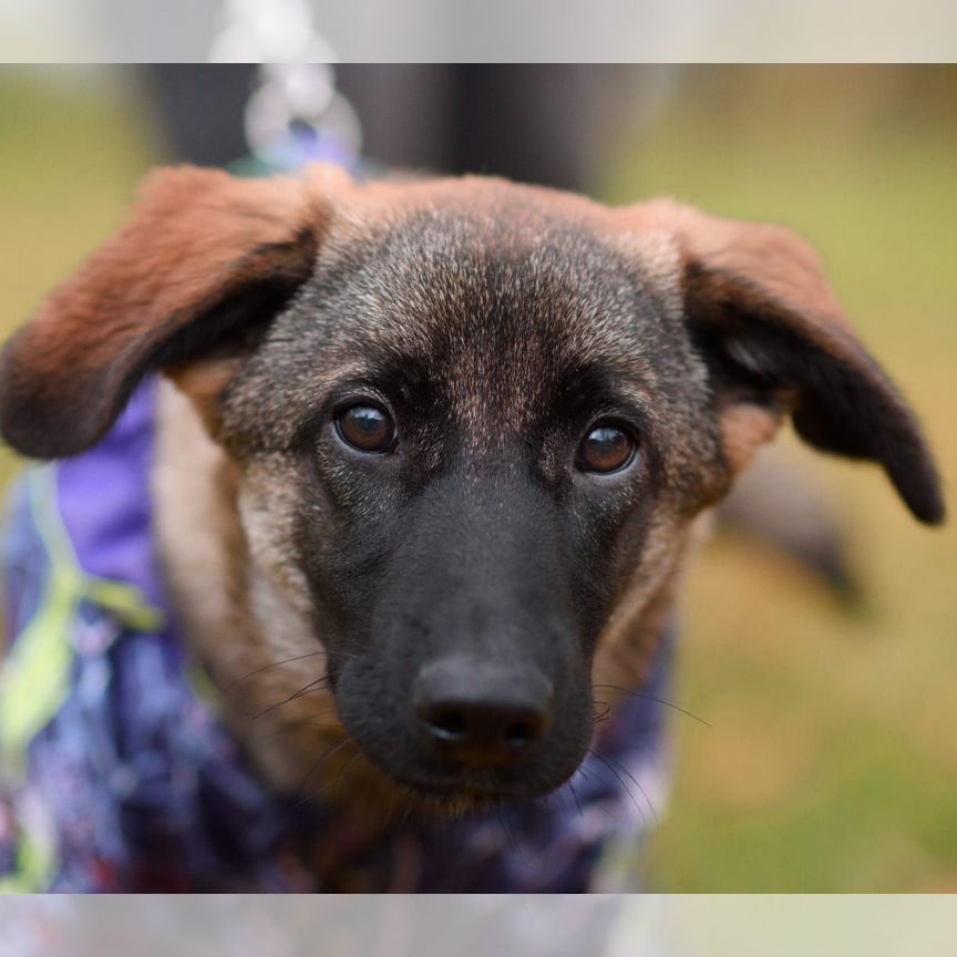 Щенок в добрые руки