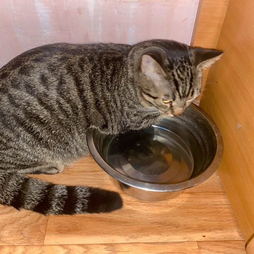 Отдам кота в добрые руки