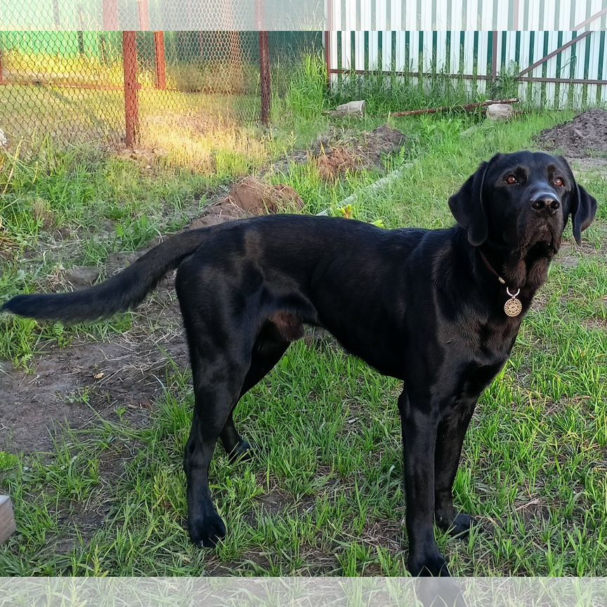 Лабрадор - ретривер