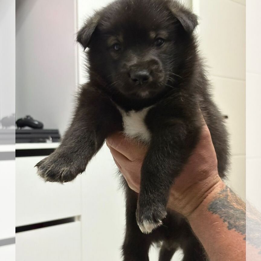 Западносибирская лайка, щенок