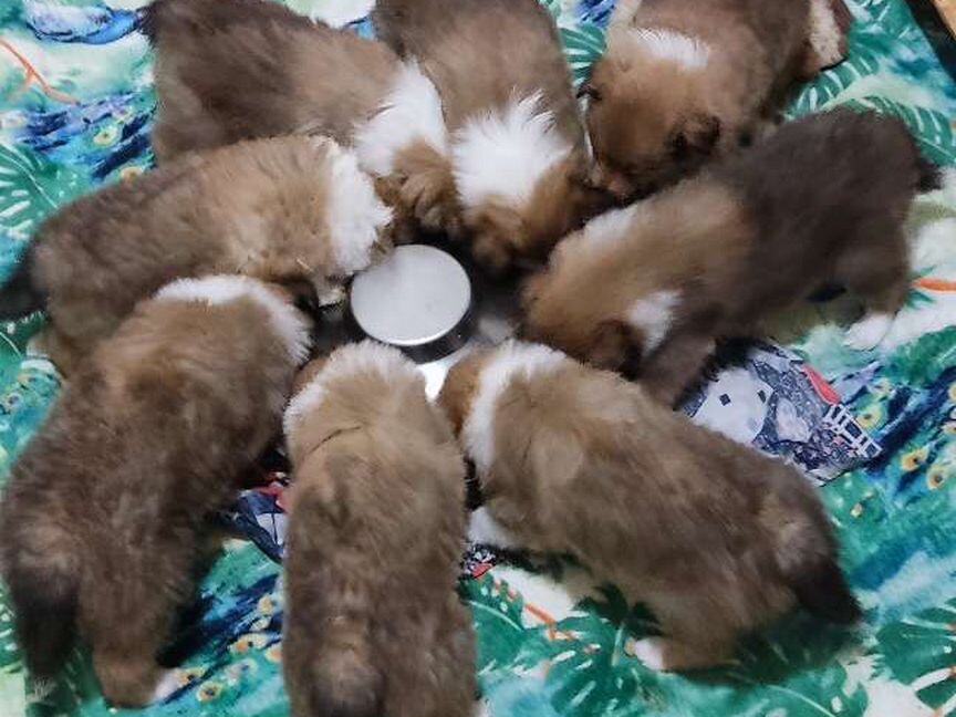 Колли длинношёрстный