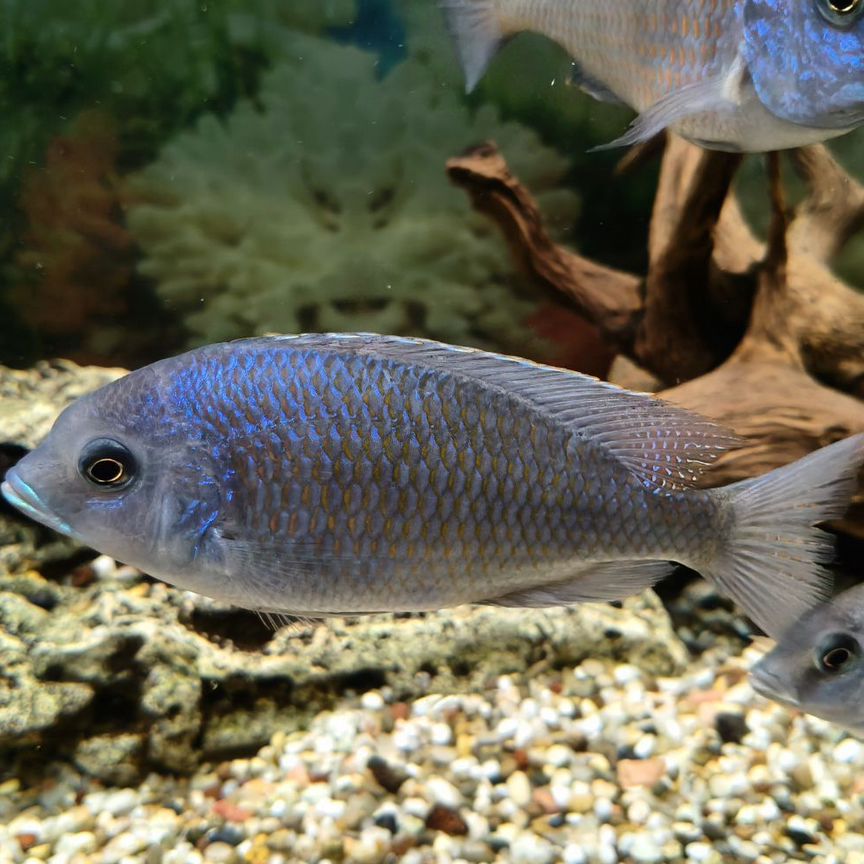 Аквариумные рыбки