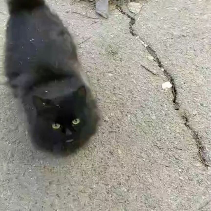 Выпуск на улицу после стерилки нужен дом