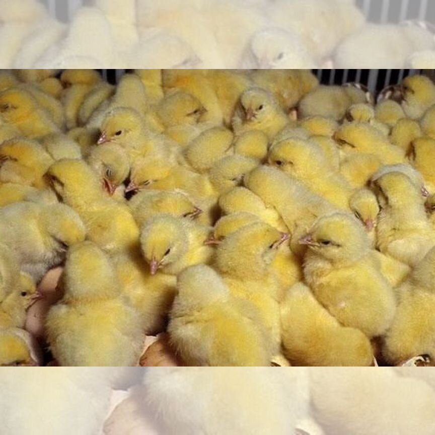 Цыплята бройлеры росс 308