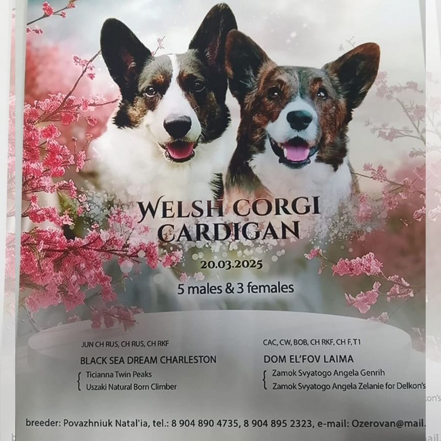 Вельш Корги Кардиган, щенок