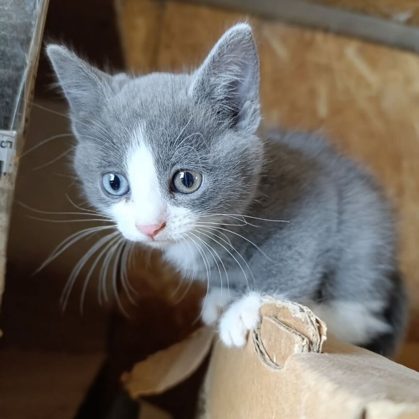 Котенок