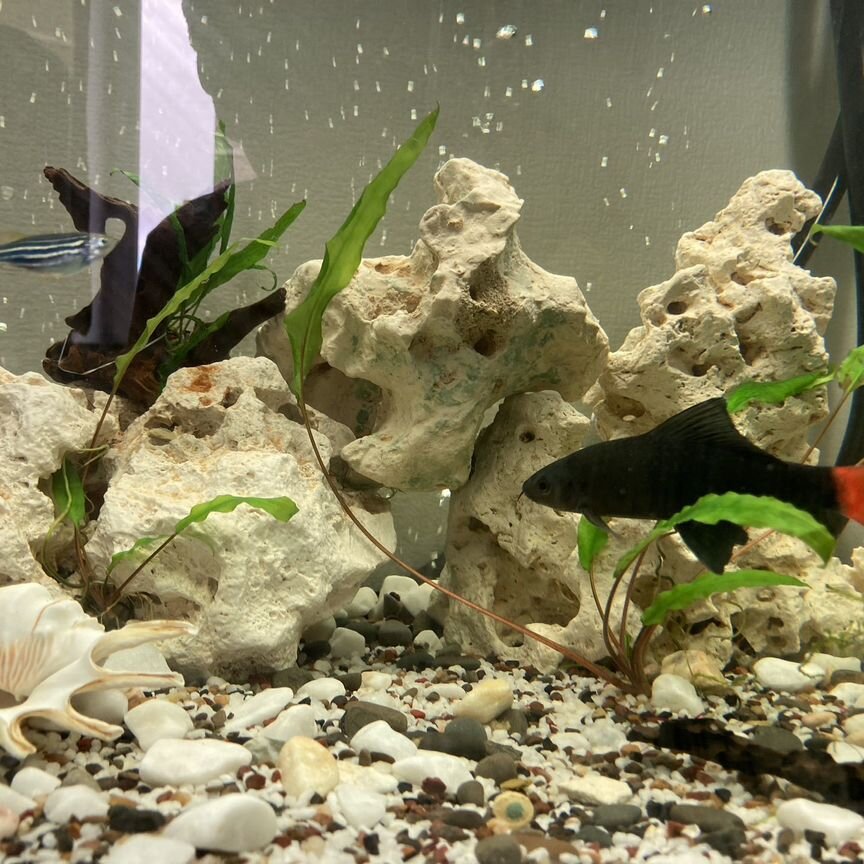 Аквариумные рыбки