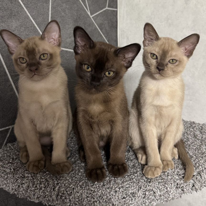 Европейский бурманский котёнок