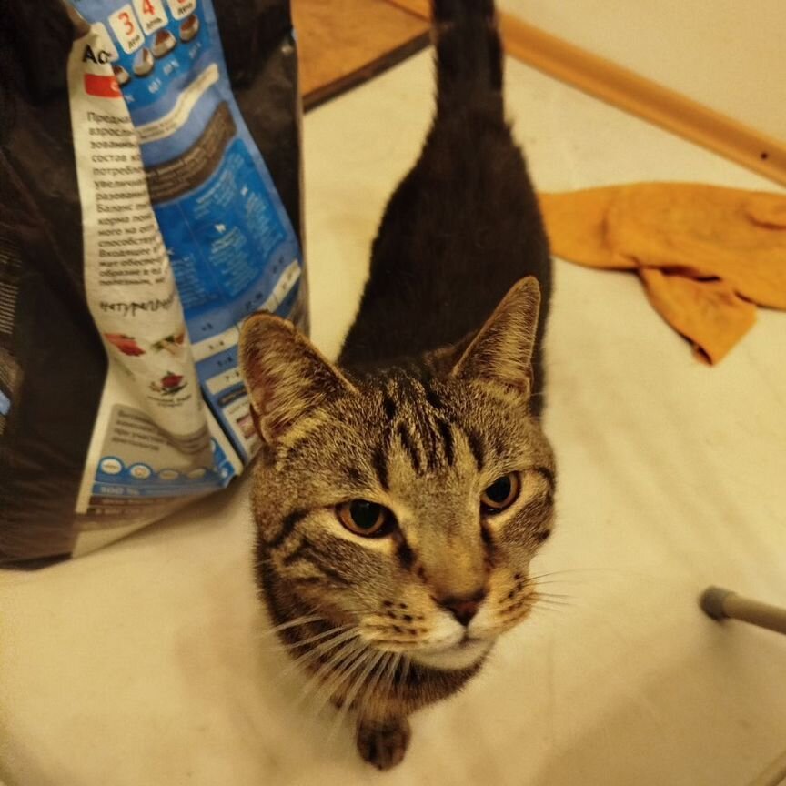 Европейский короткошёрстный, взрослый кот