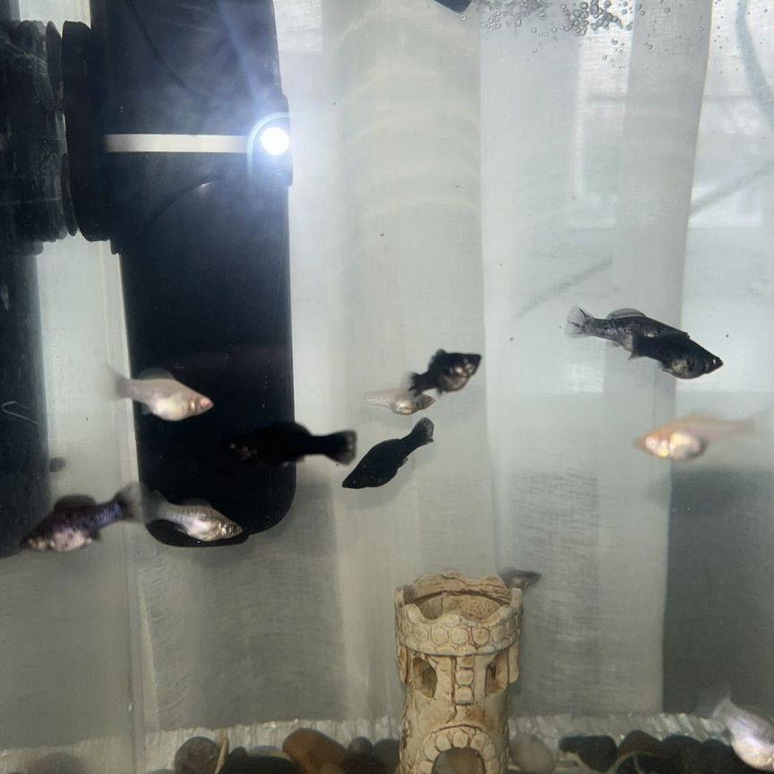 Молодь малинезии