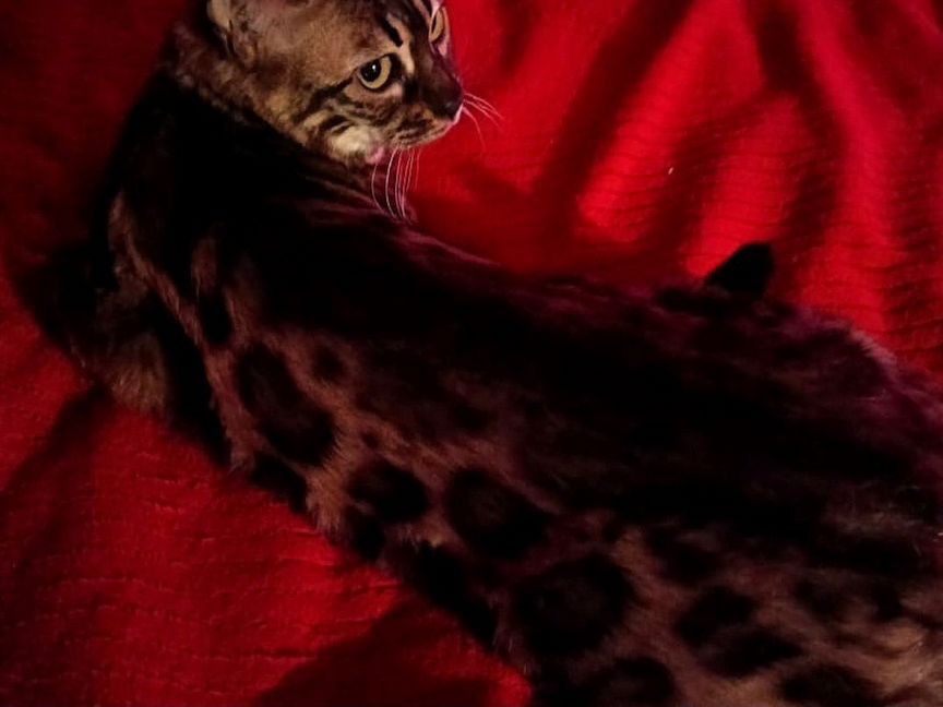 Бенгальская кошка