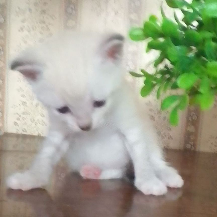 Котята Невская маскарадная