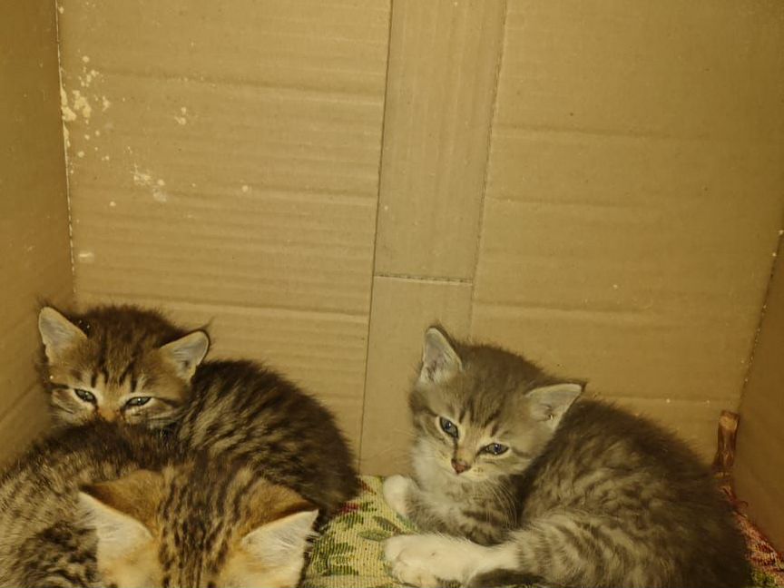 Котята в добрые руки