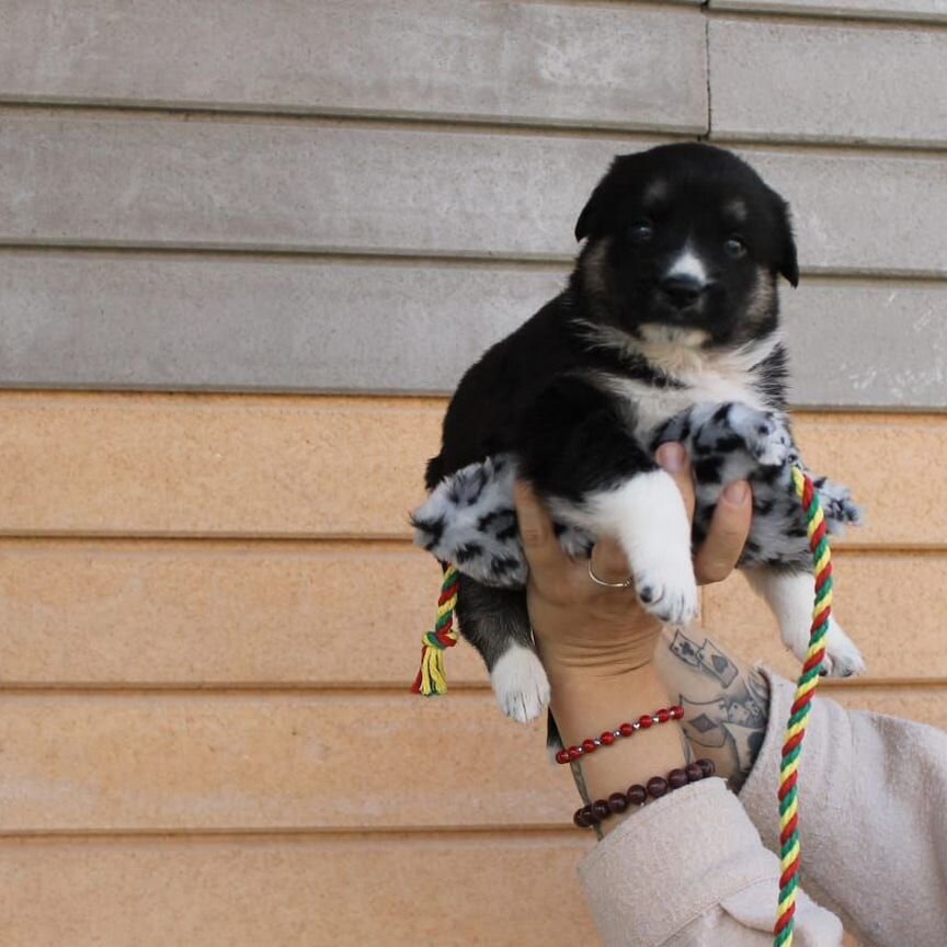 Отдам в добрые руки (овчарка помесь с лайкой)