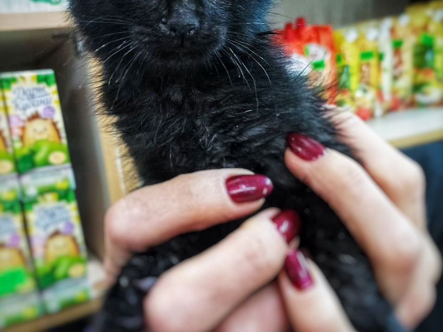 Прекрасный котенок ищет дом