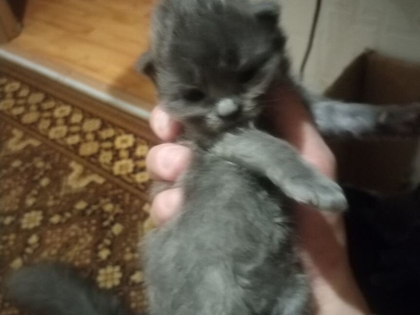 Шотландские котята