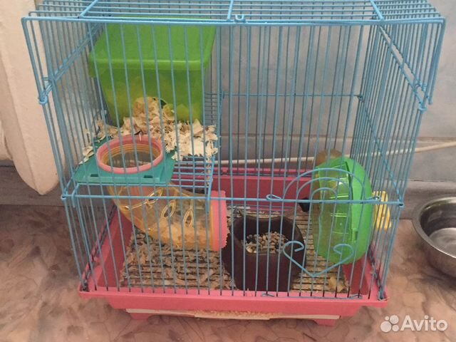 Хомяки вместе с клеткой
