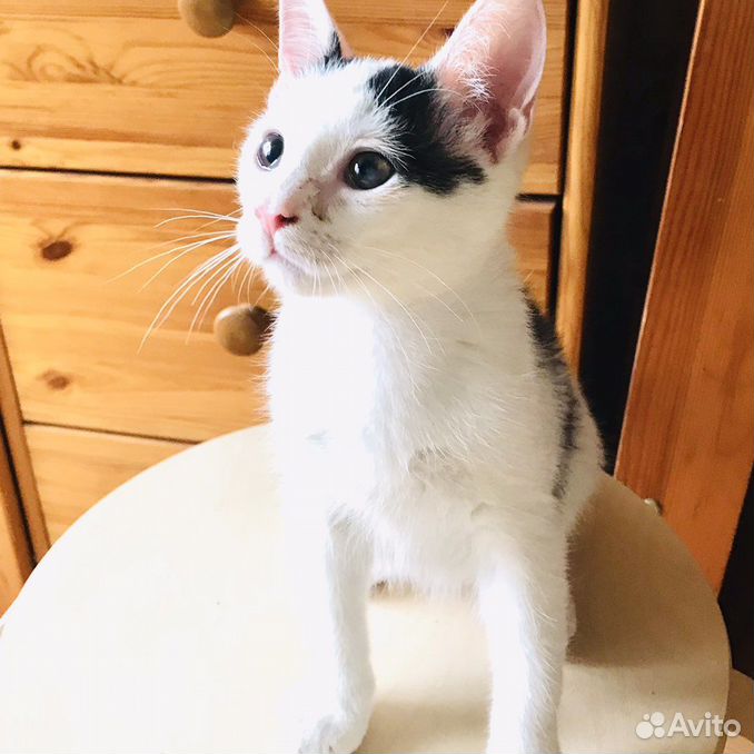 Котенок Беляш