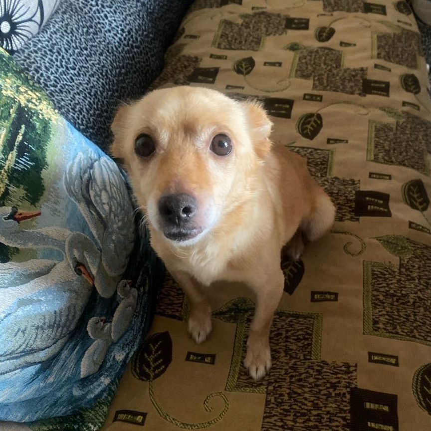 Вельш Корги Кардиган, взрослая собака