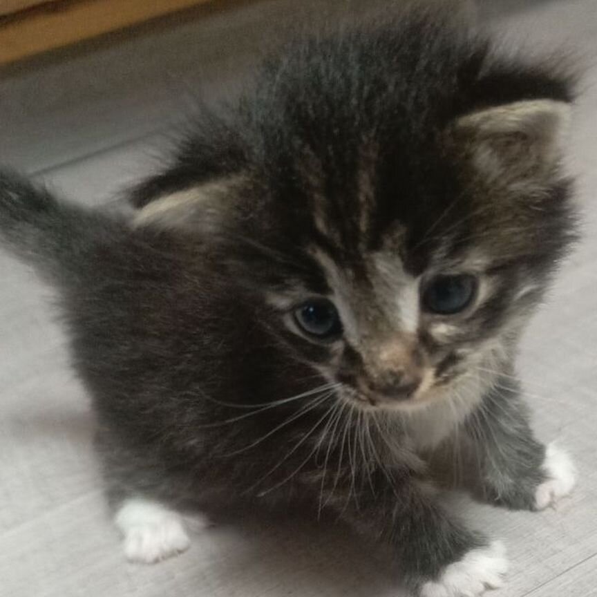 Котята