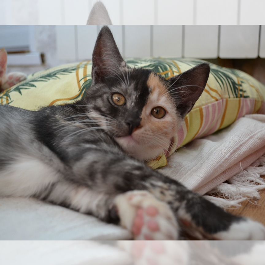 Котенок девочка трехцветная черепаховая "химера"