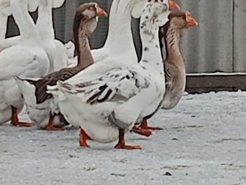 Холмогорские гуси