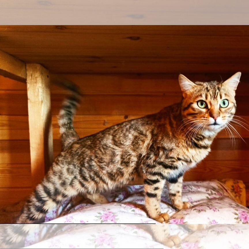 Муар. Кот бенгальских кровей