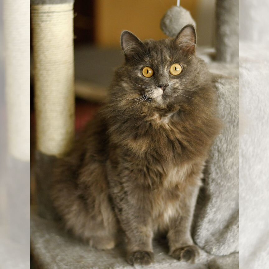 Взрослая кошка из приюта