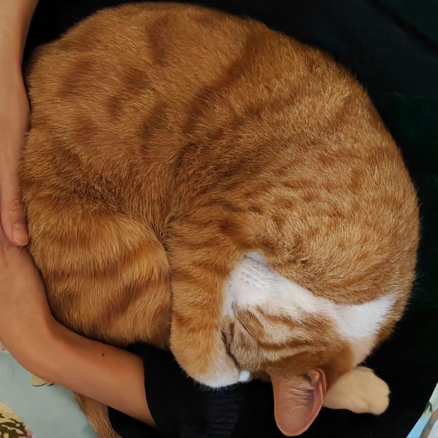 Взрослый кот в добрые руки