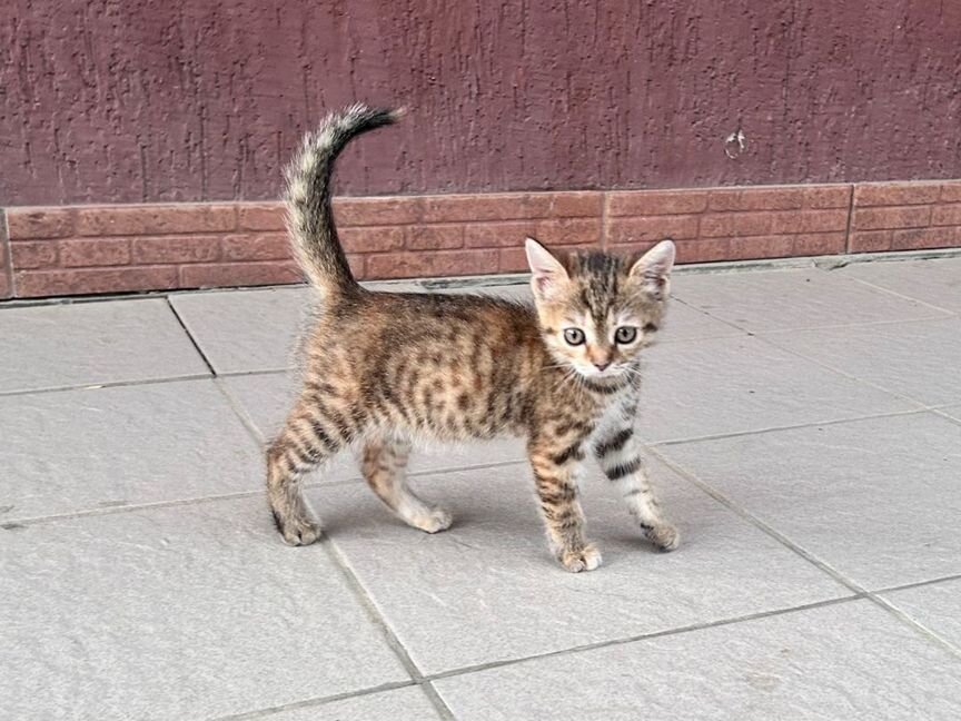 Кошка в добрые руки