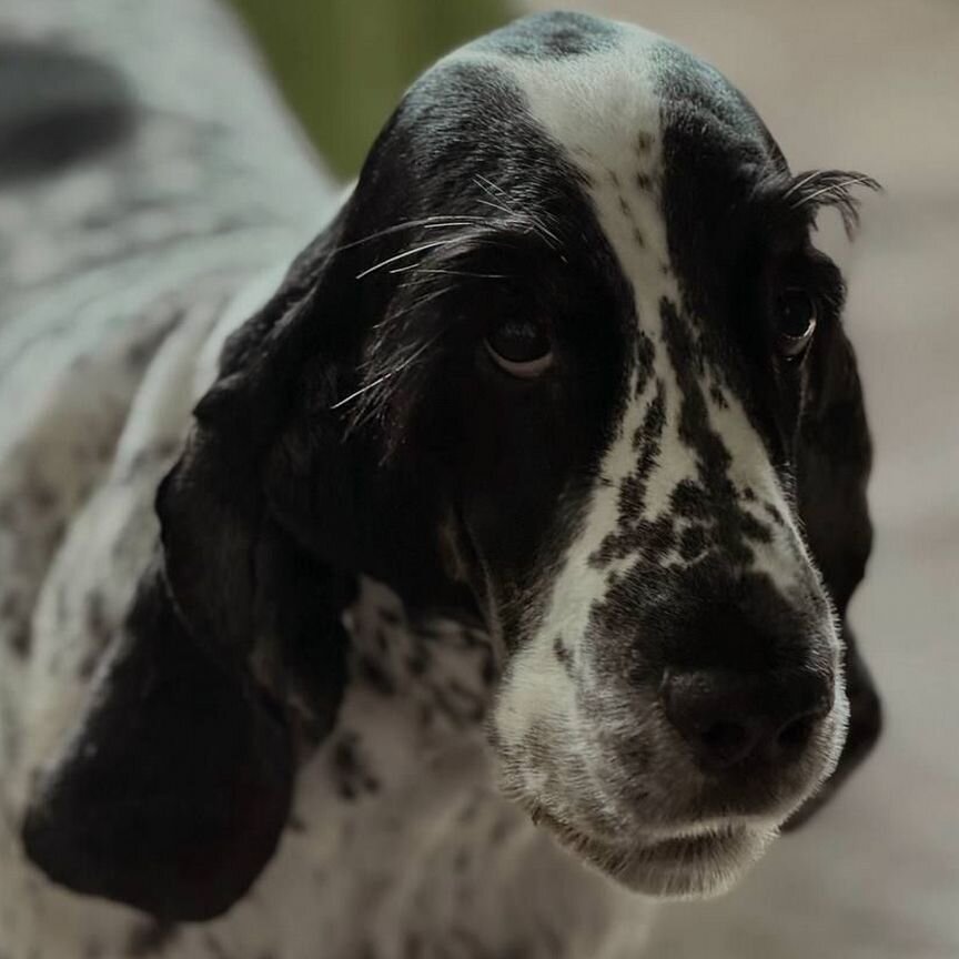 Английский кокер-спаниель, взрослый пёс
