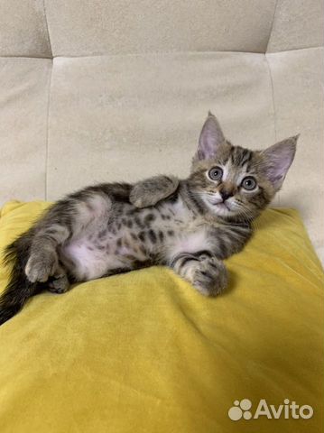 Отдам приученных к лотку котят в добрые рук