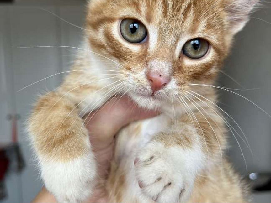 Кошка
