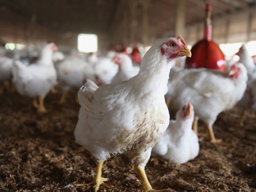 Бройлерные куры мясом и живым весом. Оптом