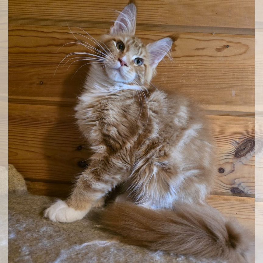 Мейн-кун котёнок