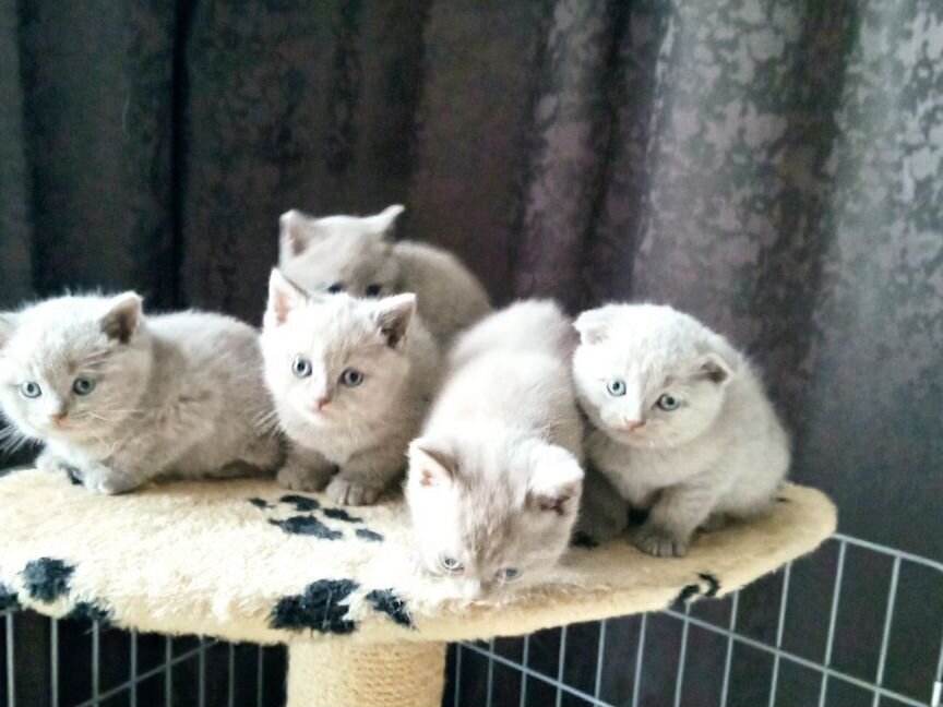 Британские котята