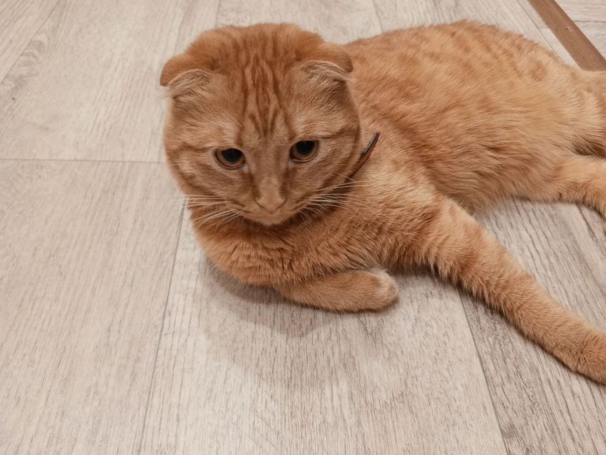 Кошки вислоухие