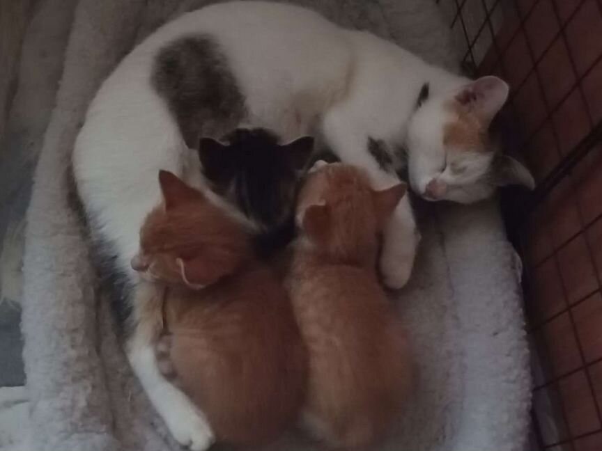 Пристраеваем котят