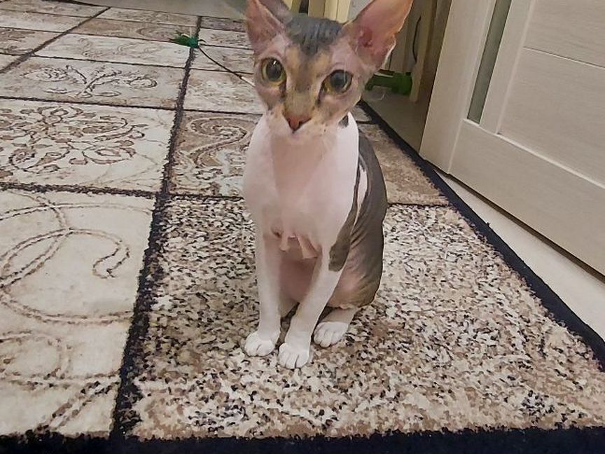 Кошка сфинкс