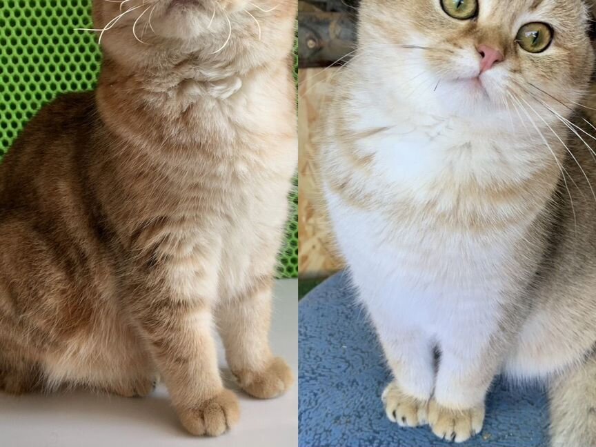Шотландские котята