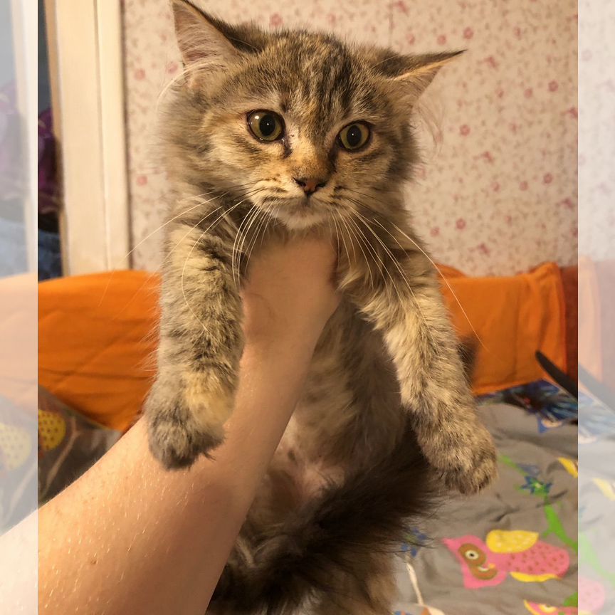 Персидский котёнок